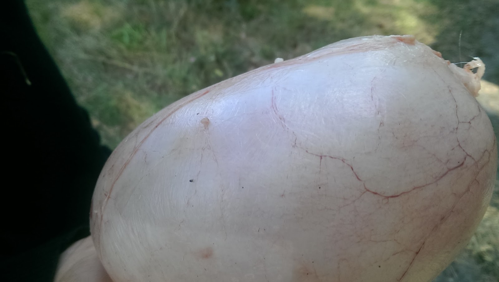 Little Big Pig – Toadstools And Fairy Rings