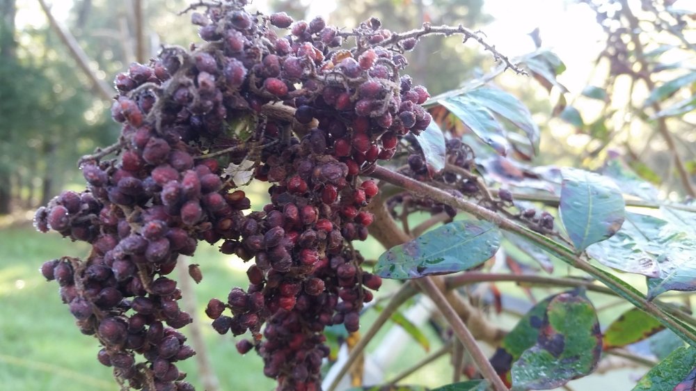 Sumac Lemonade – Toadstools And Fairy Rings