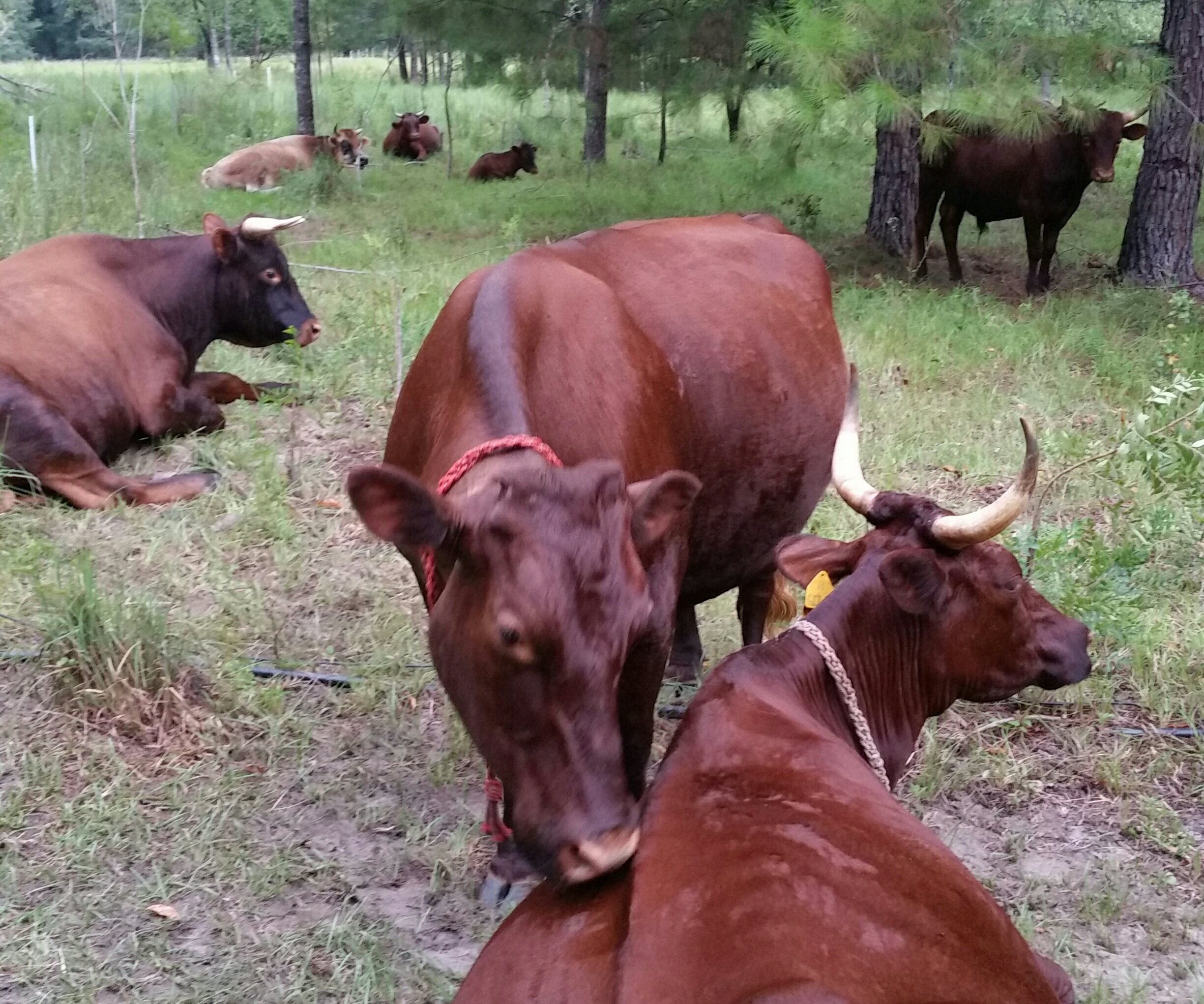 Treating A Cow With A Snake Bite Naturally – Toadstools And Fairy Rings